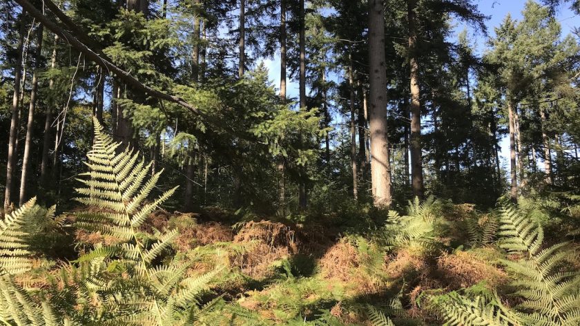 Wandelen: Buiten in de Kuil in Lage Vuursche