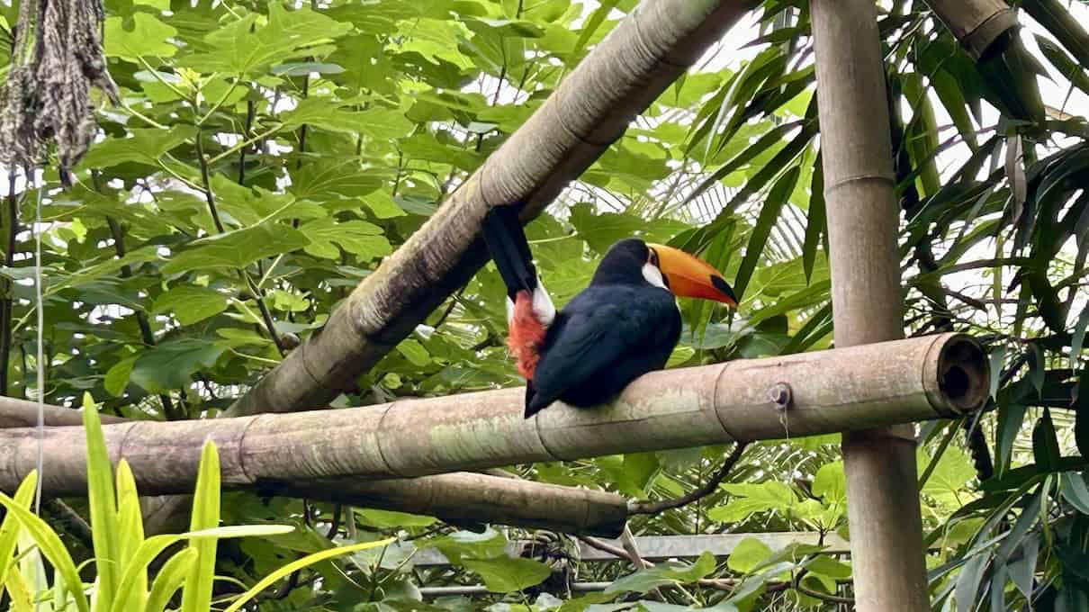 Pantropica in Flevoland: tips voor een tropisch dagje uit! – Neneh's Choice